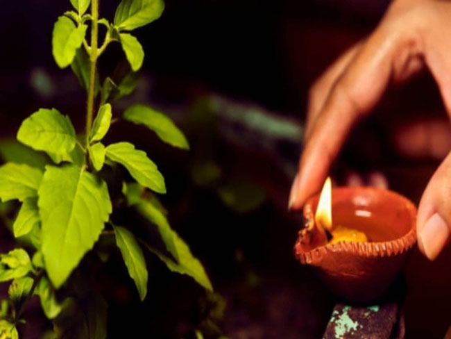 The Spiritual Importance of the Tulsi Plant in Sanatan Dharma – ON THE DOT
